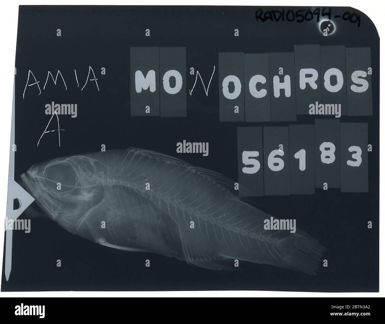 Skeletal anatomy of aquatic species hi-res stock photography and images ...