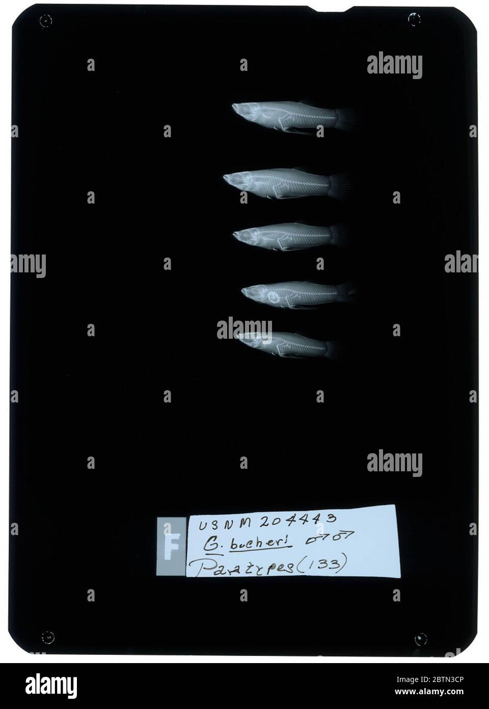 Gambusia bucheri Rivas. Paratypes; 1 female and 1 male removed for ...