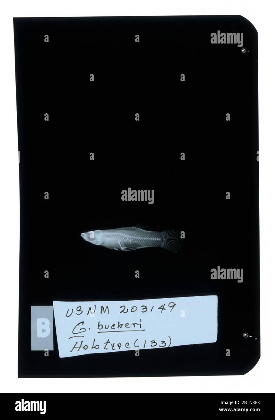 Bucheri hi-res stock photography and images - Alamy