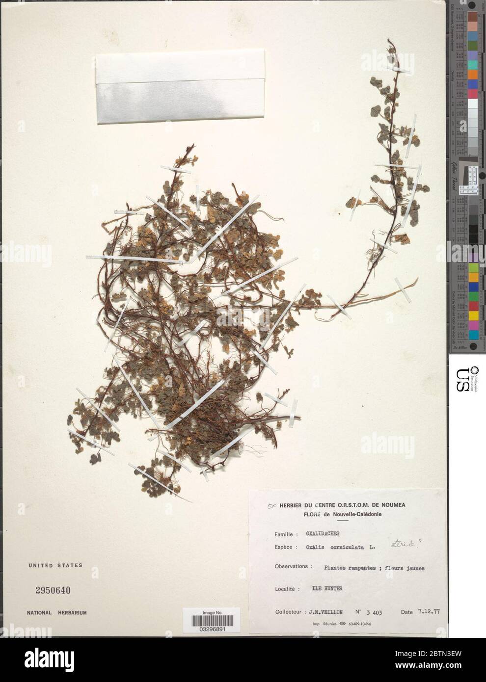 Oxalis corniculata L. 20 May 20191 Stock Photo - Alamy