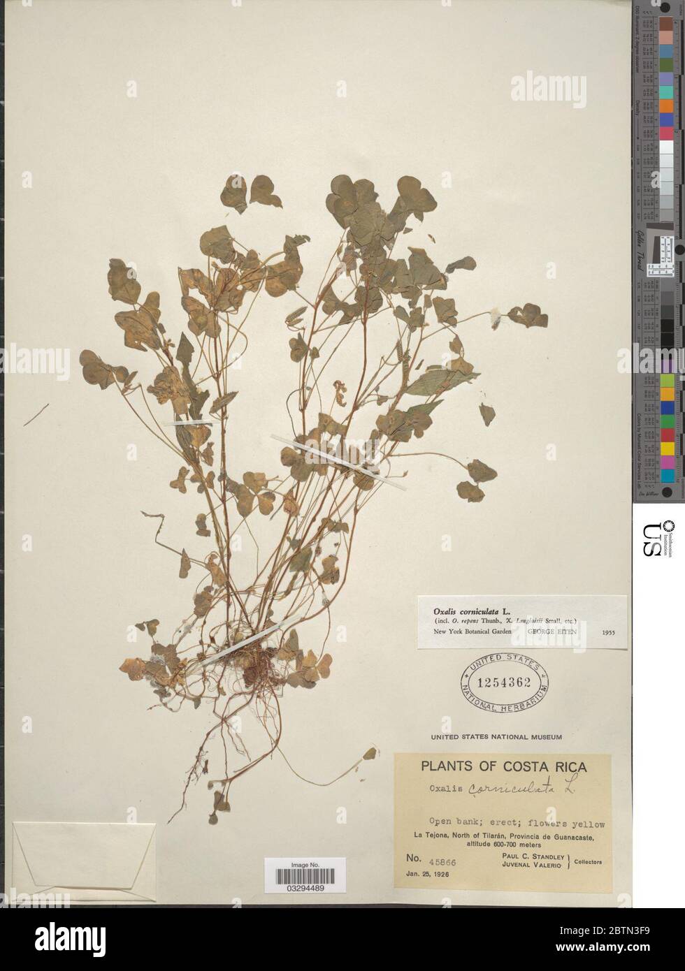 Oxalis corniculata L. 20 May 20191 Stock Photo - Alamy