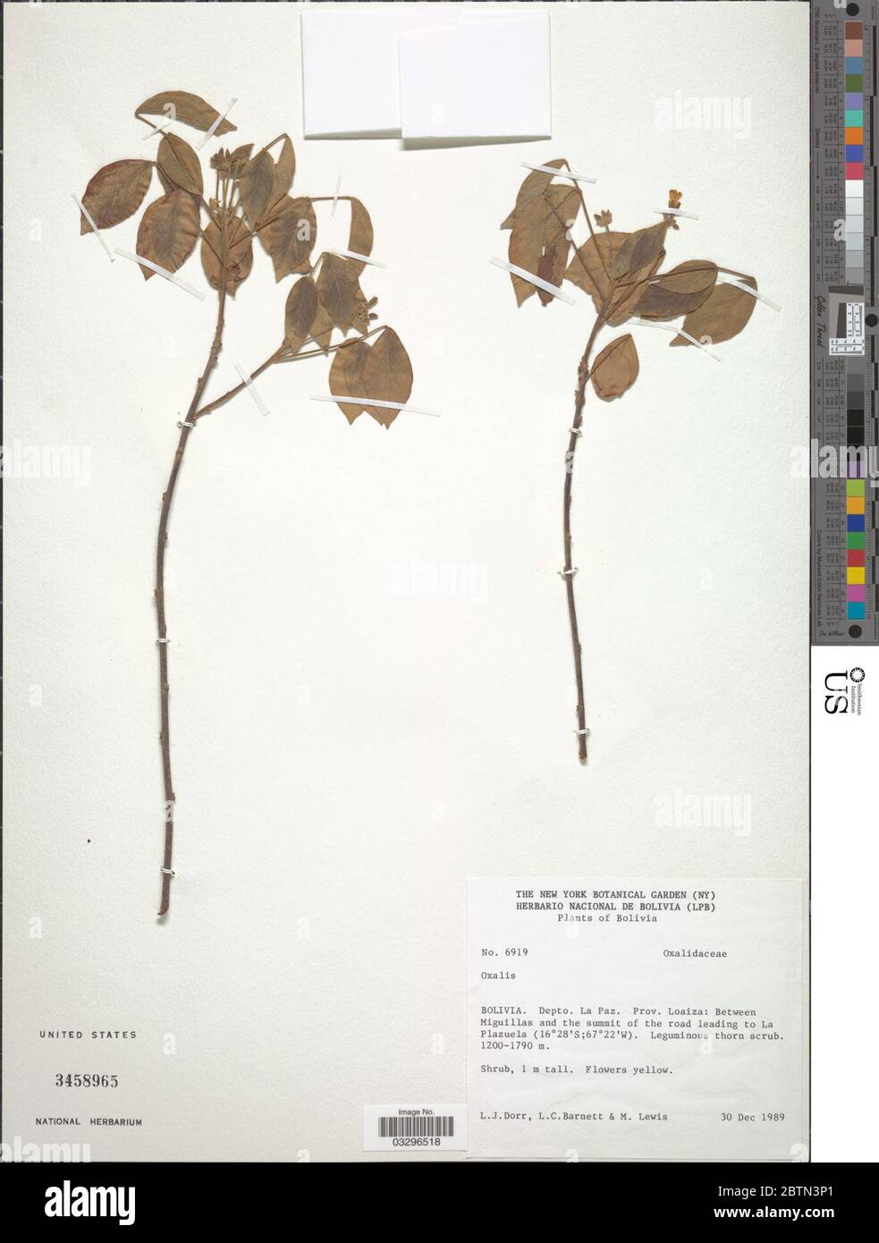 Oxalis sp hi-res stock photography and images - Alamy