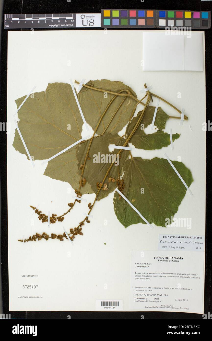 Pachyrhizus erosus hi-res stock photography and images - Alamy