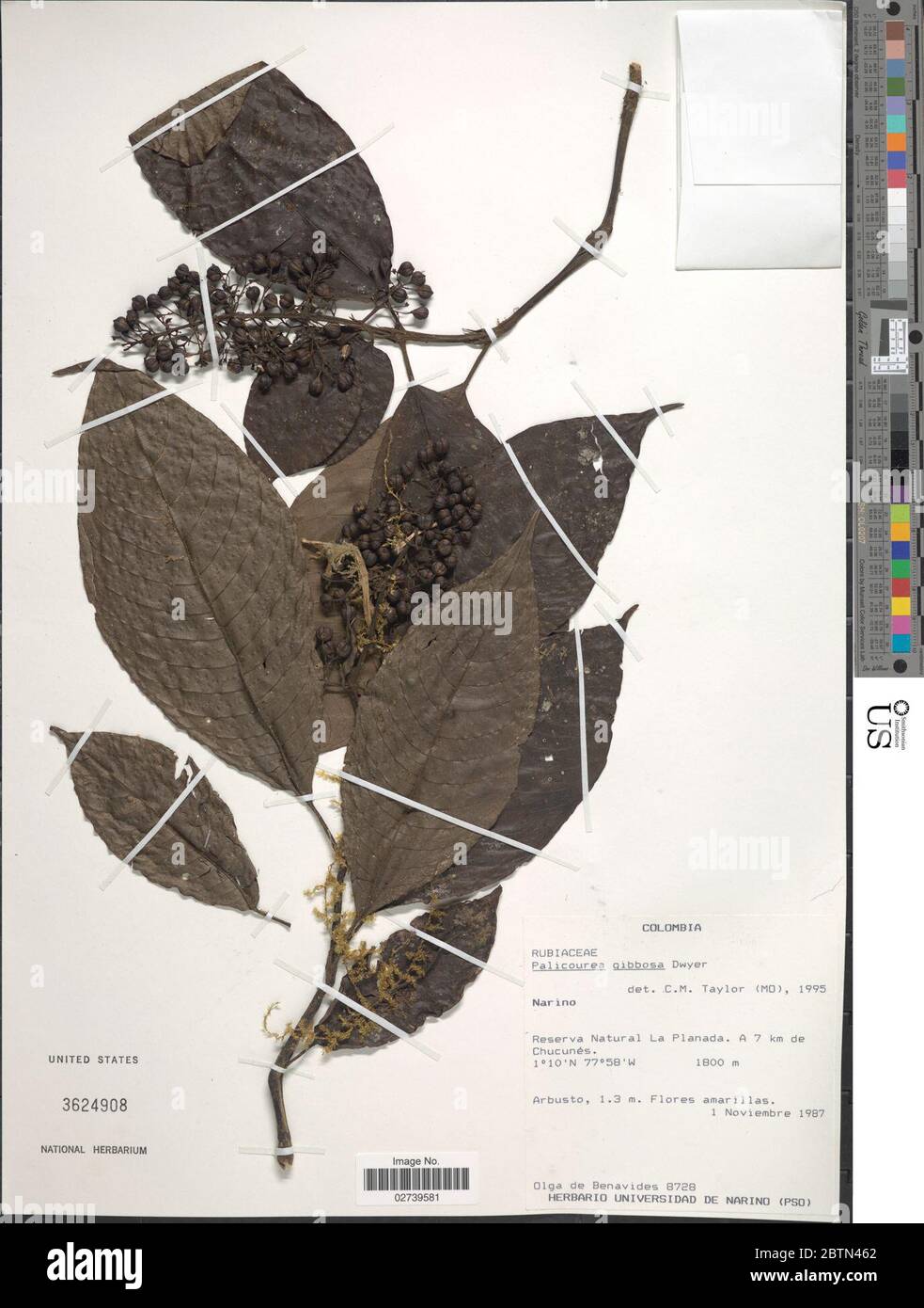Palicourea gibbosa hi-res stock photography and images - Alamy