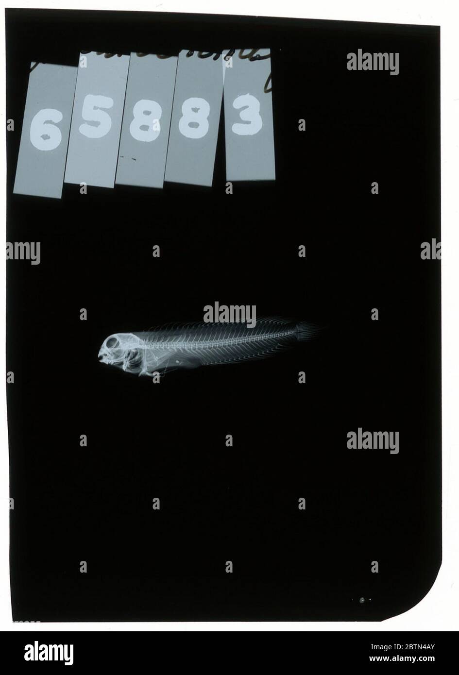 Parenchelyurus hepburni. 24 Oct 20181 Stock Photo - Alamy