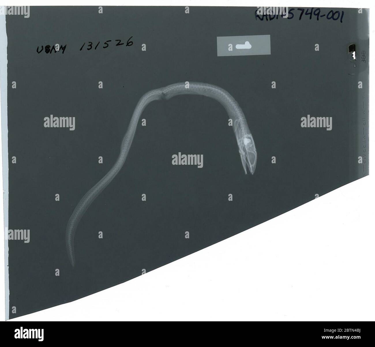 White spots eel Cut Out Stock Images & Pictures - Alamy