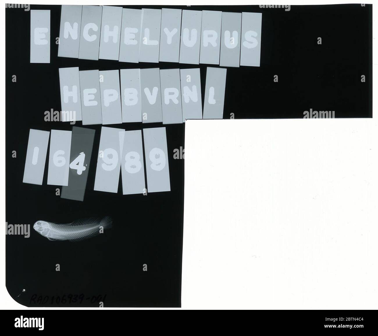 Parenchelyurus hepburni. 24 Oct 20181 Stock Photo - Alamy