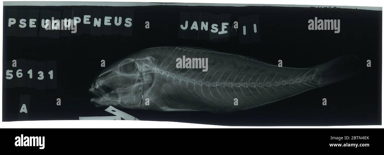 X ray studies Cut Out Stock Images & Pictures - Alamy