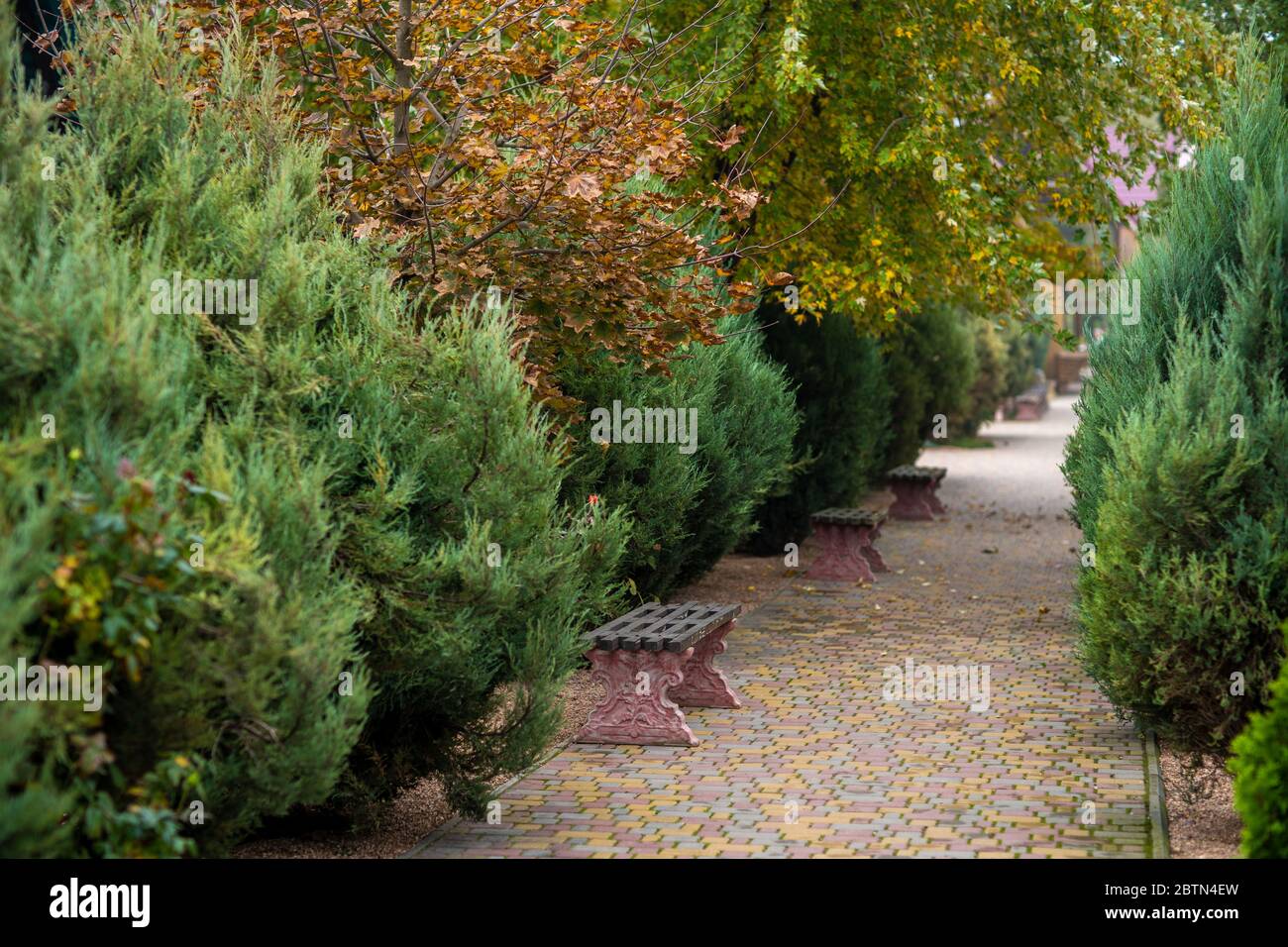 Path paved with natural stone. TUI trees are planted along the road ...