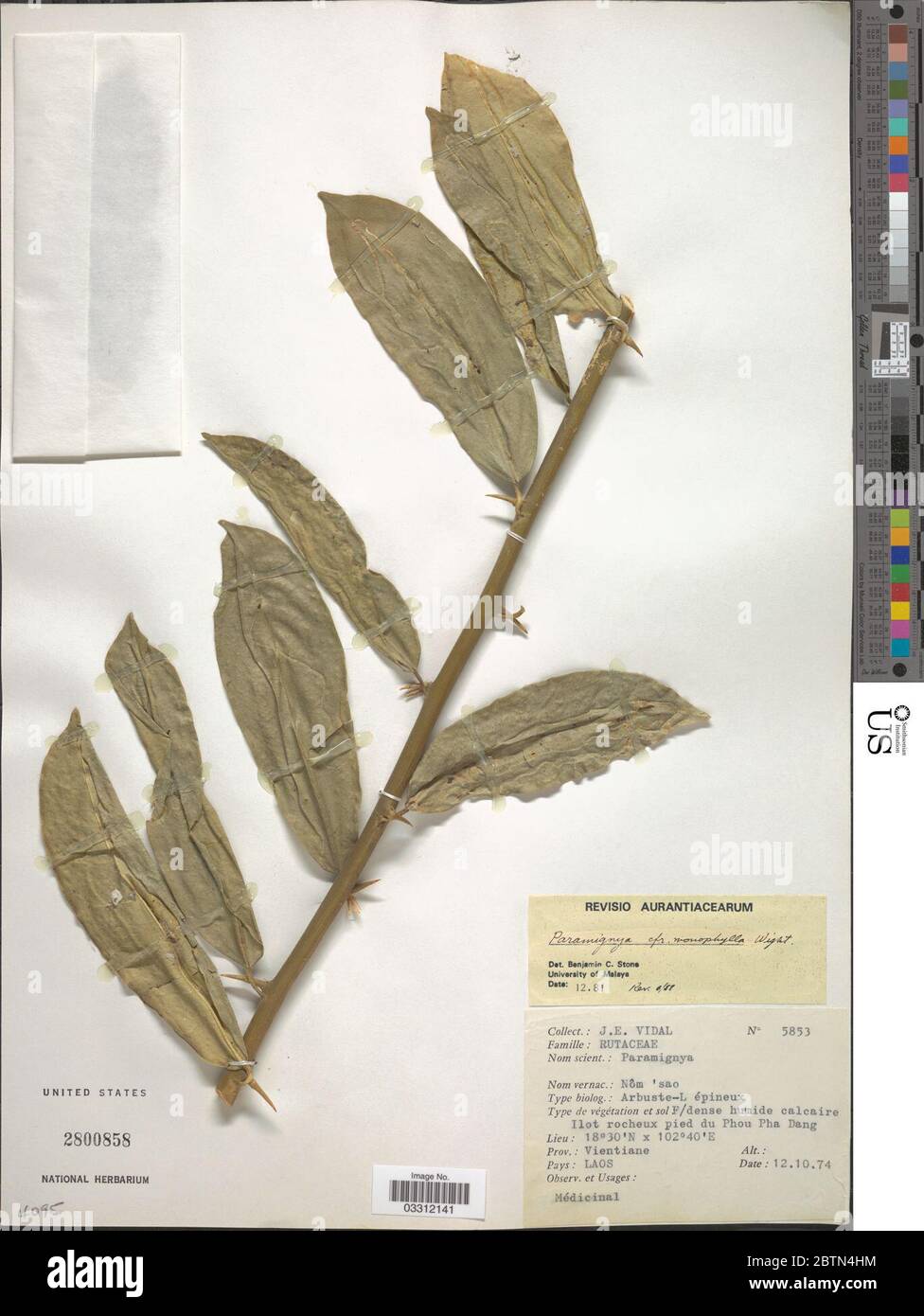 Paramignya monophylla hi-res stock photography and images - Alamy