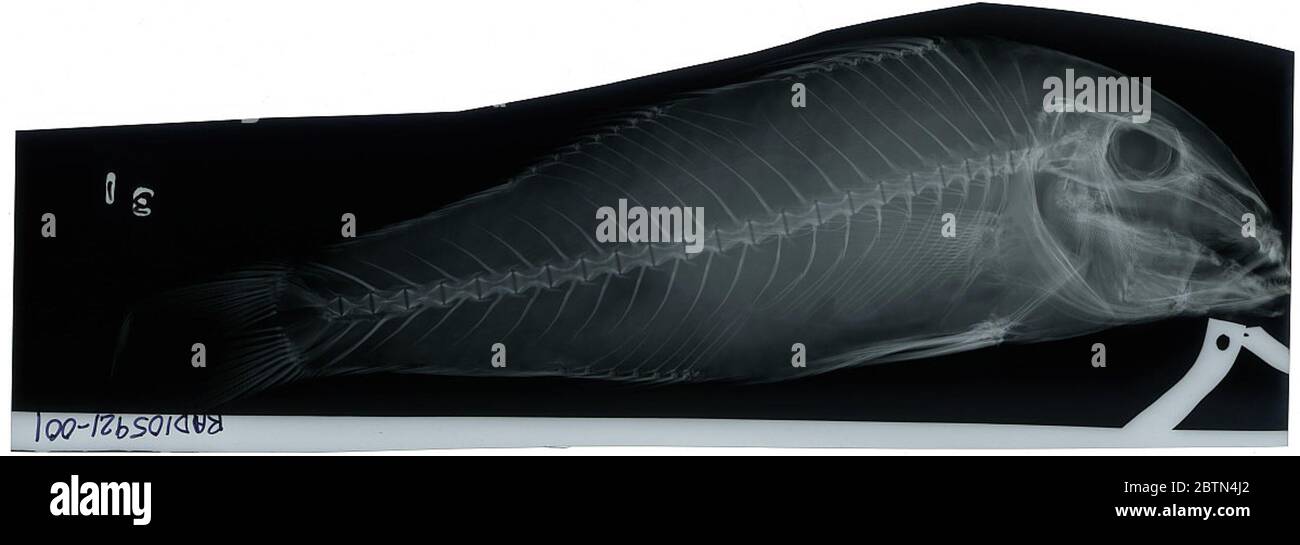 Parupeneus indicus hi-res stock photography and images - Alamy