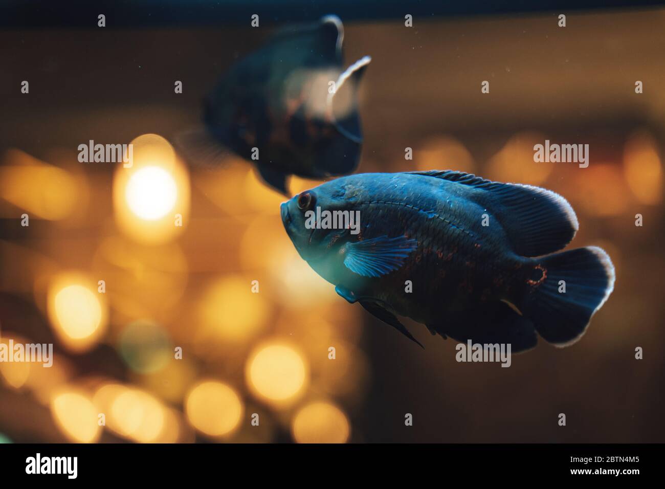 Tropical fish swimming in an indoor aquarium Stock Photo - Alamy