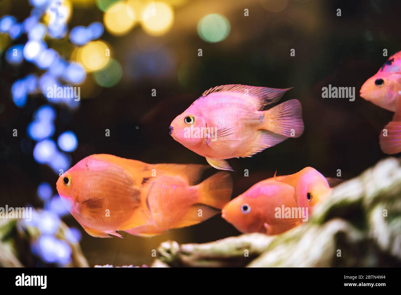 Pink Tropical Fish