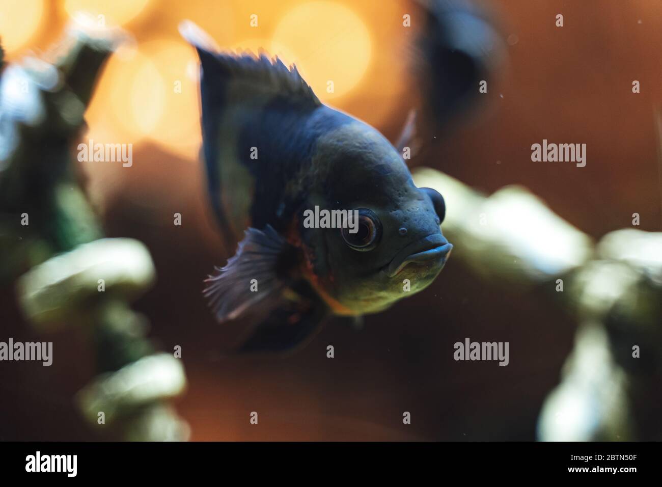 Tropical fish swimming in an indoor aquarium Stock Photo - Alamy