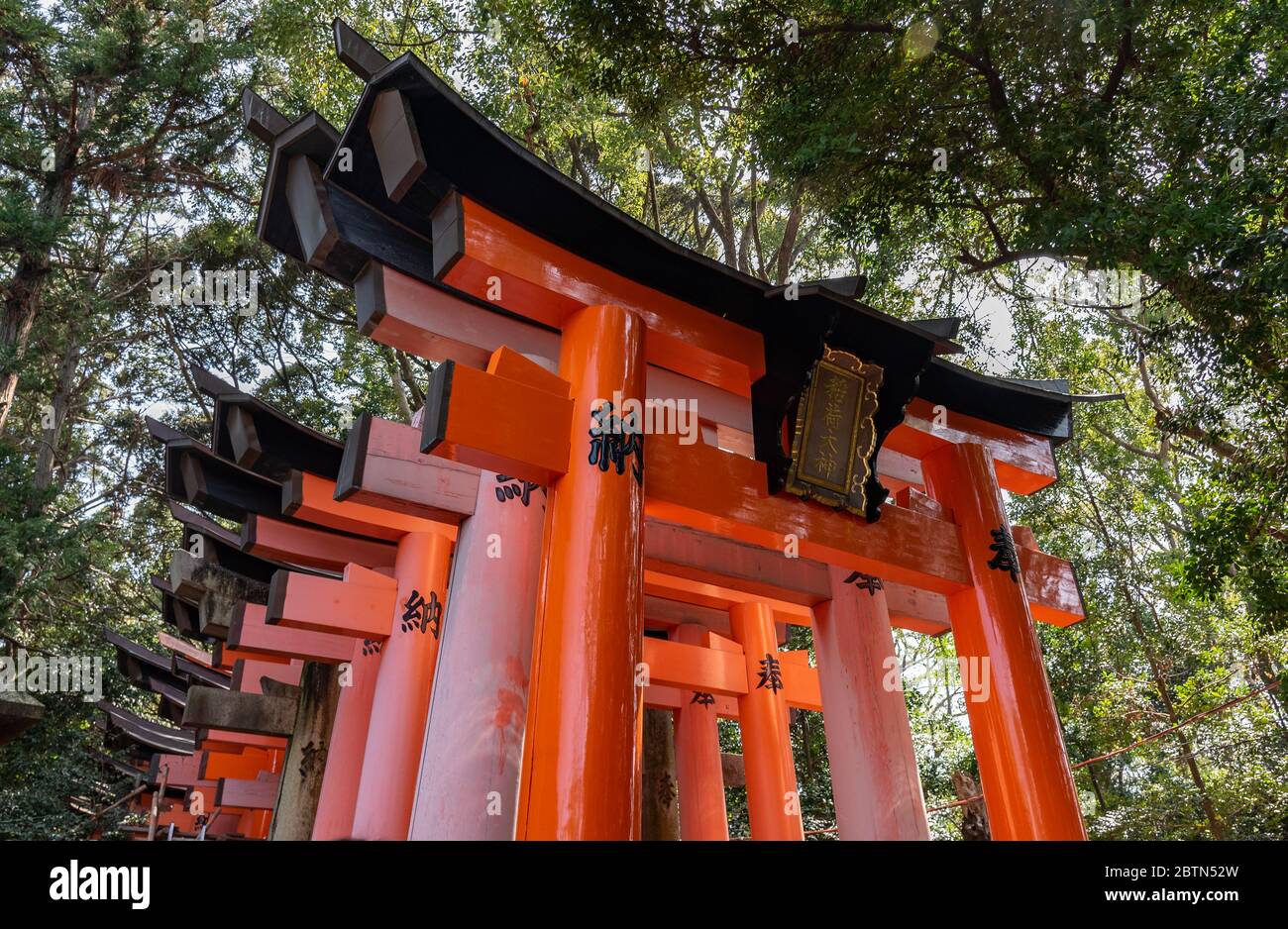 Fushimi inari taisha cat hi-res stock photography and images - Alamy
