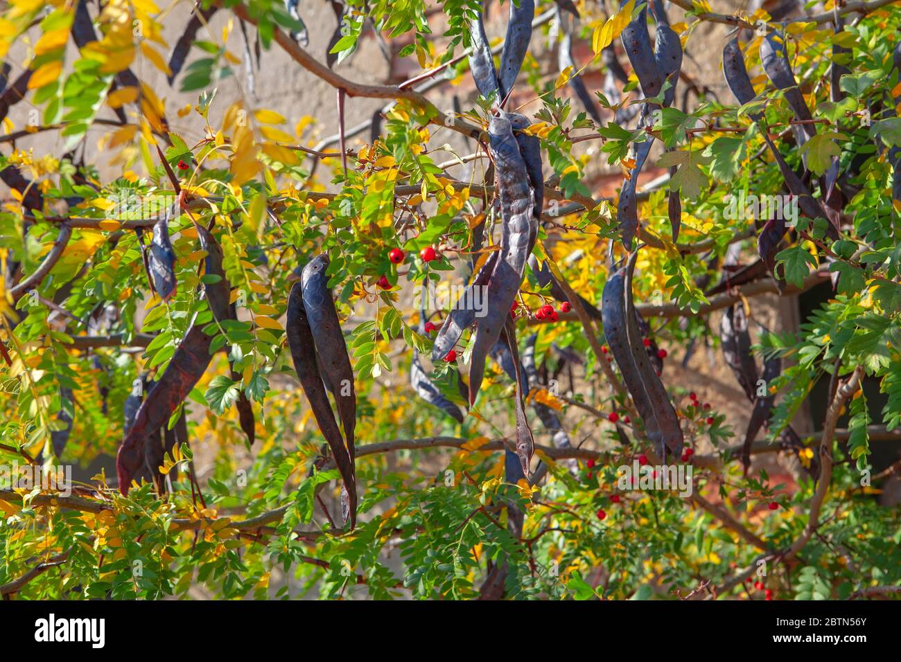 Common honeylocust gleditsia triacanthos hi-res stock photography and ...