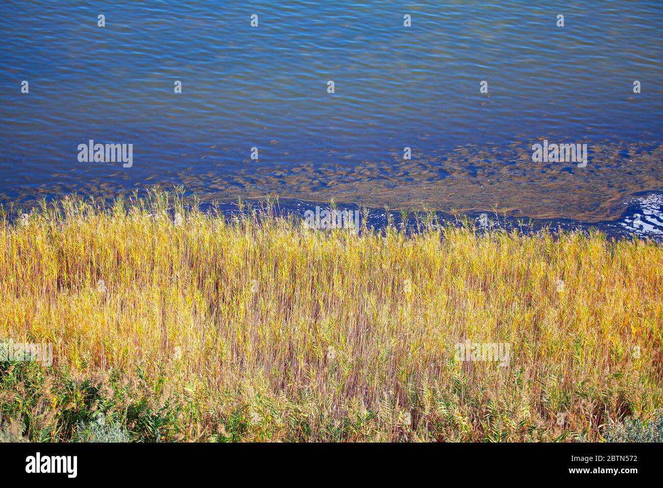 marsh dry plants and water's edge Stock Photo - Alamy