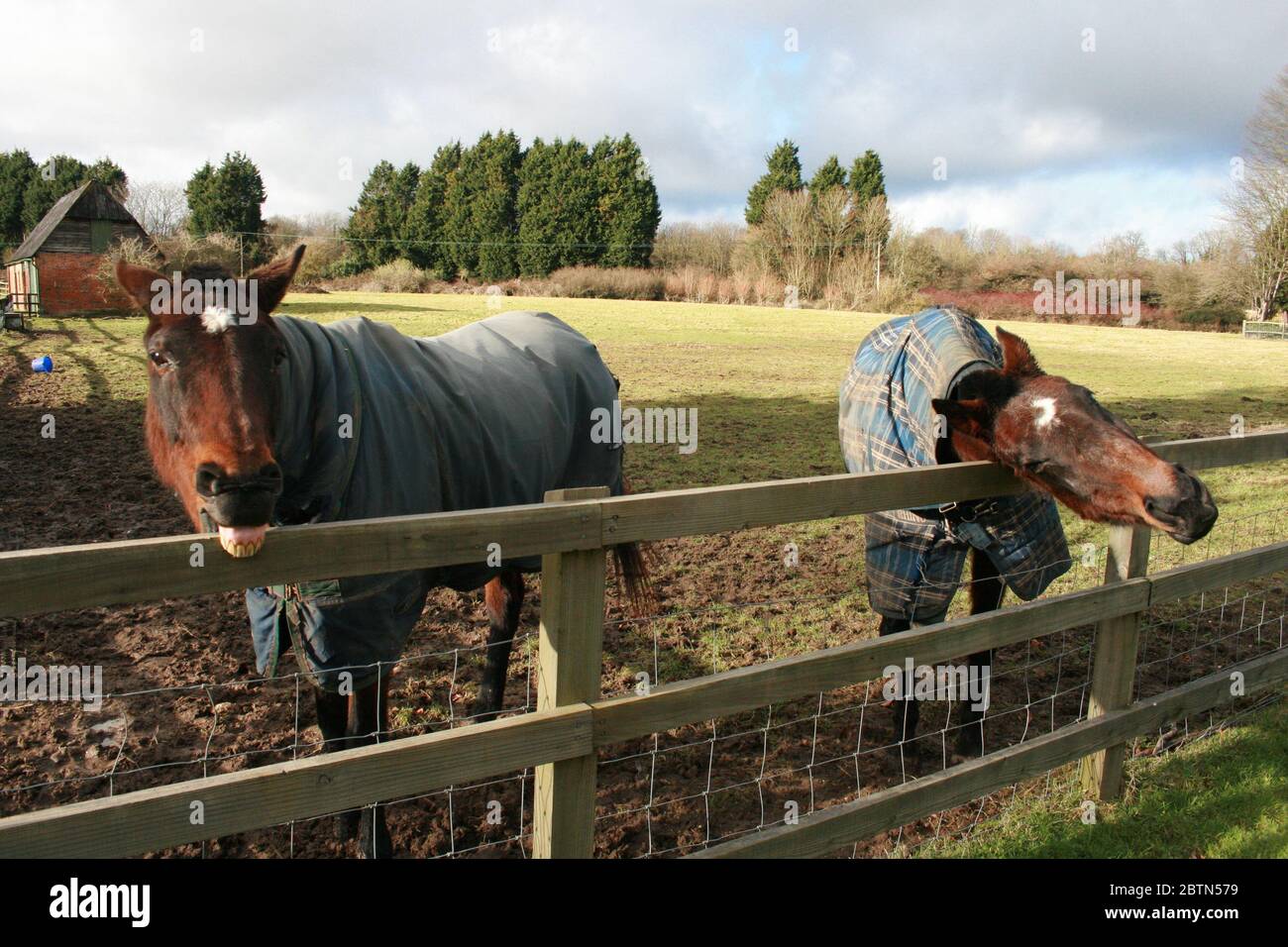 Two brown horses standing behind the stud gate in an English village ...