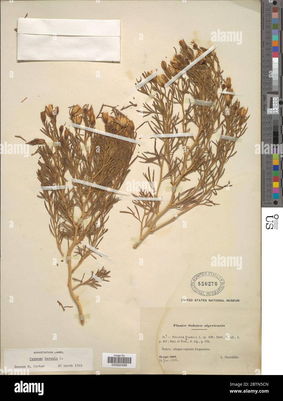 Peganum harmala L. 12 Jul 20191 Stock Photo - Alamy