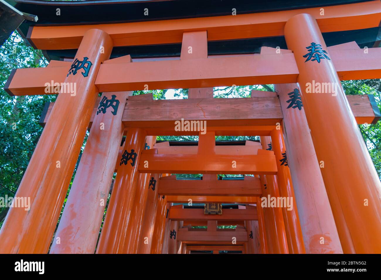 Fushimi inari taisha cat hi-res stock photography and images - Alamy