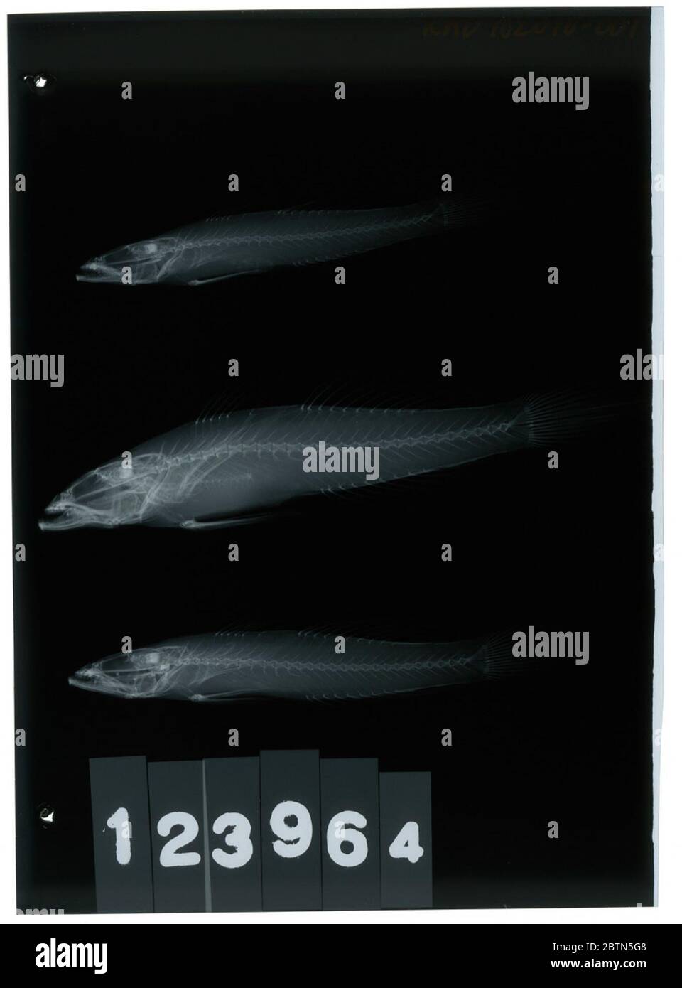 Glossogobius hi-res stock photography and images - Alamy