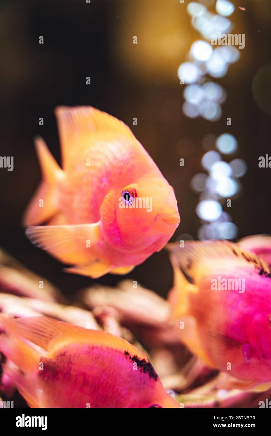 Purple queen fish hi-res stock photography and images - Alamy