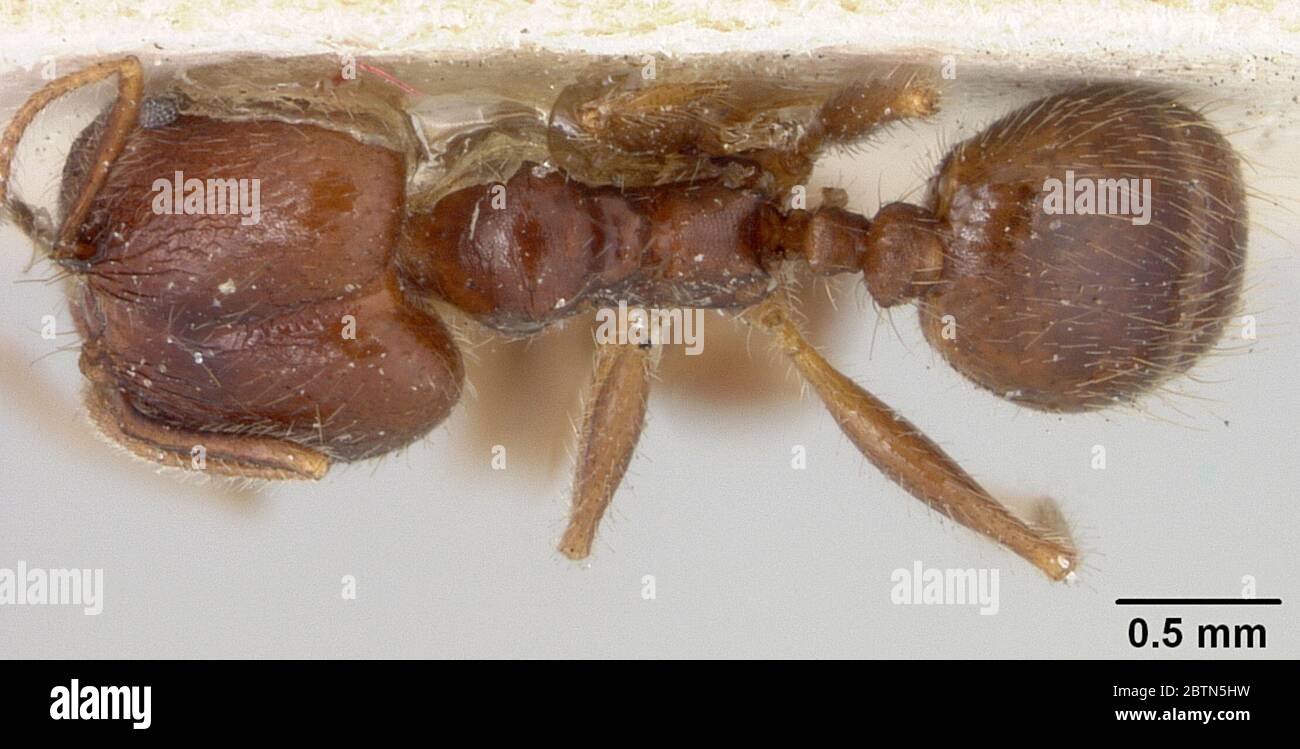 Pheidole hyatti hi-res stock photography and images - Alamy