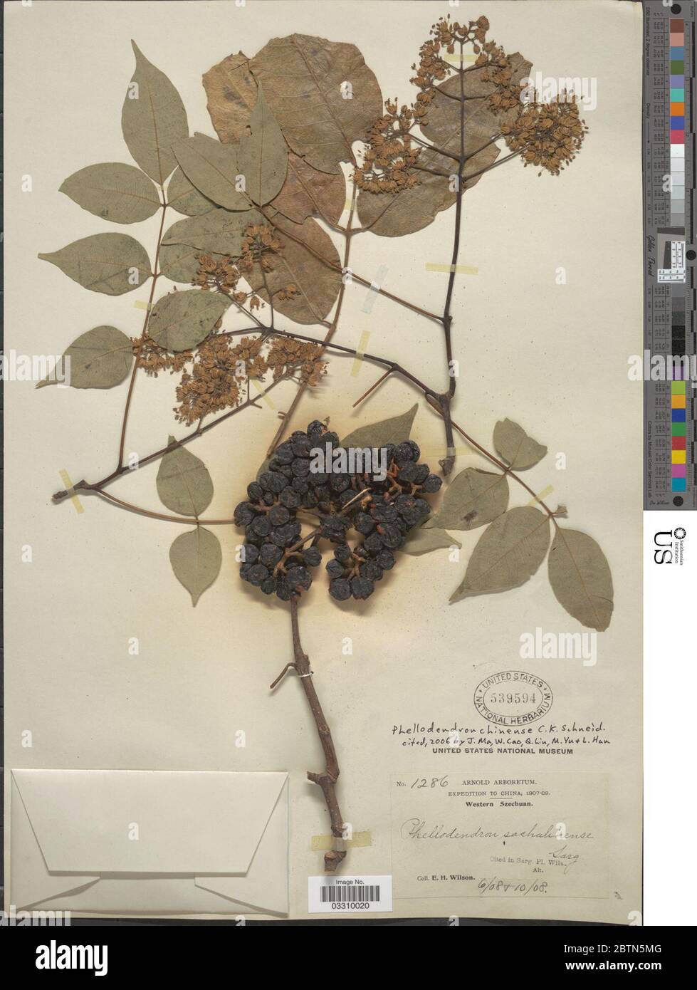 Phellodendron chinense CK Schneid. 12 Jul 20191 Stock Photo - Alamy