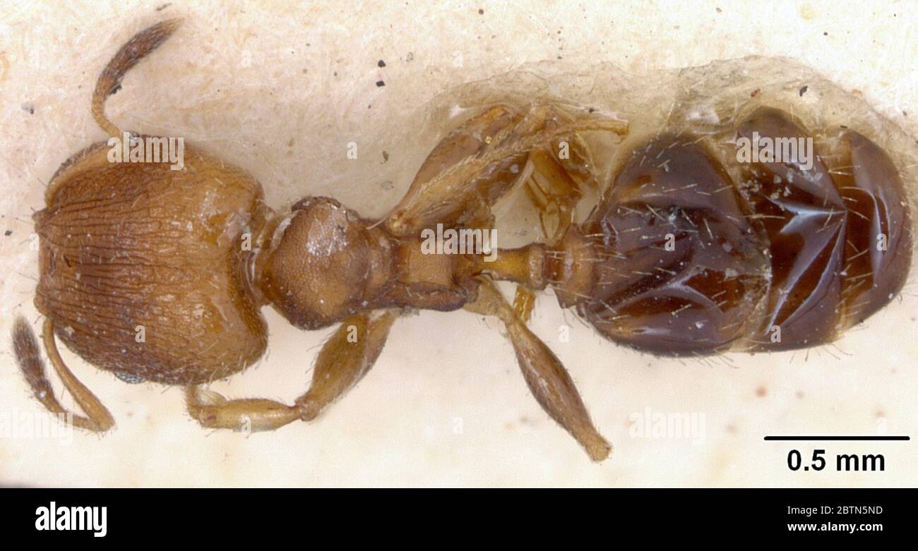 Pheidole metallescens hi-res stock photography and images - Alamy