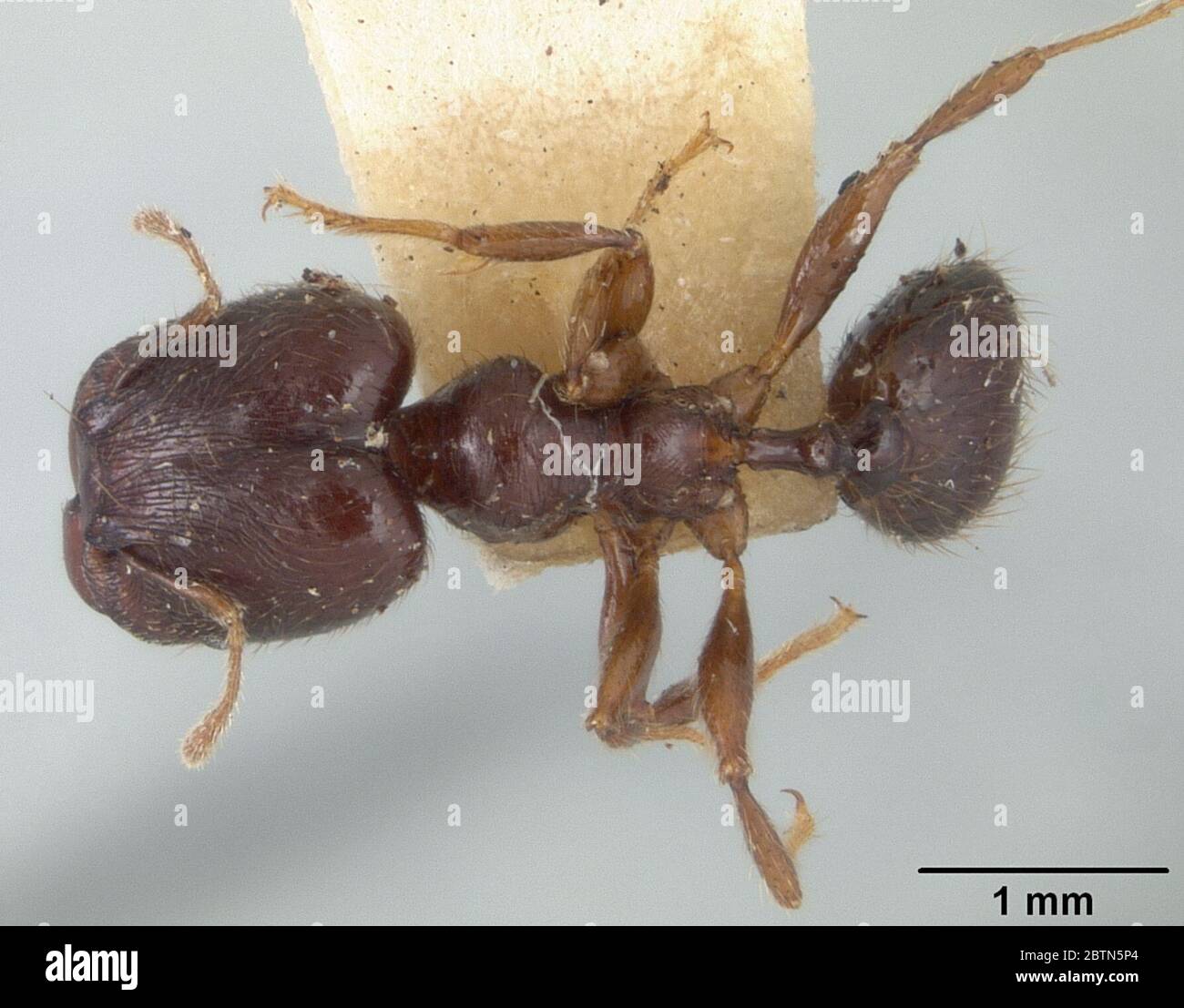 Pheidole hi-res stock photography and images - Alamy