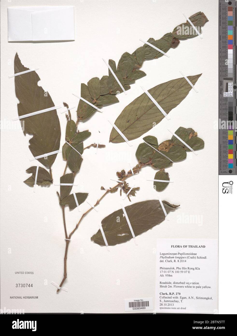 Phyllodium longipes plant hi-res stock photography and images - Alamy