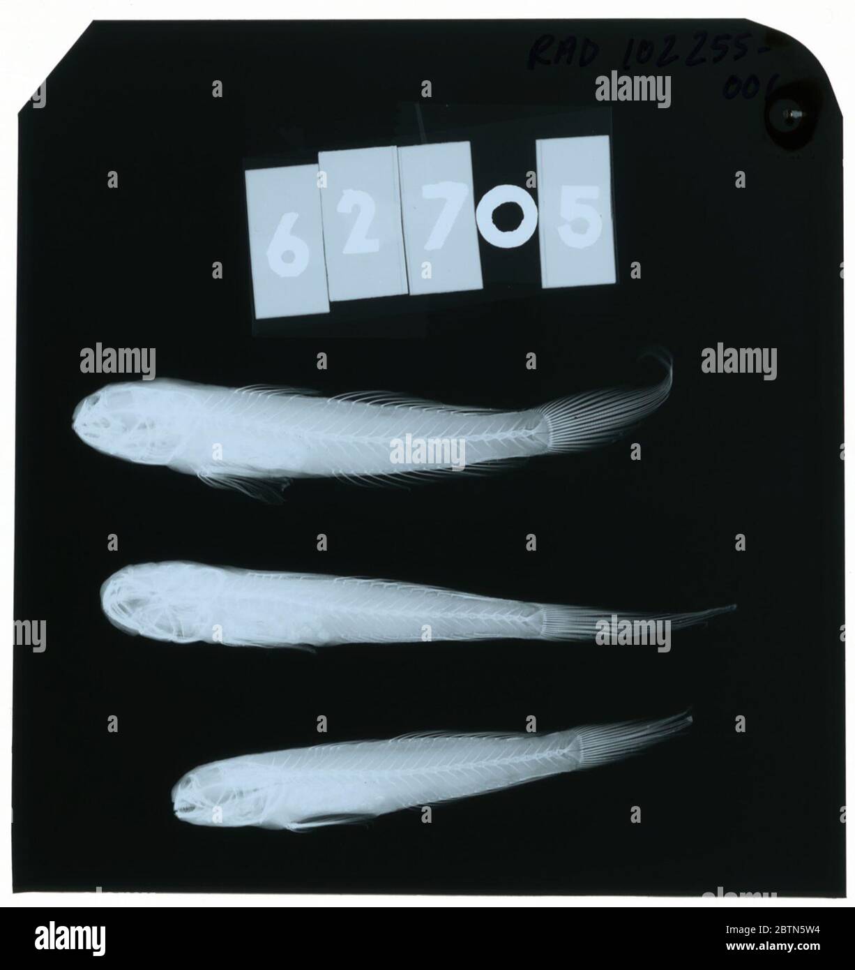 Tropical fish identification Cut Out Stock Images & Pictures - Alamy