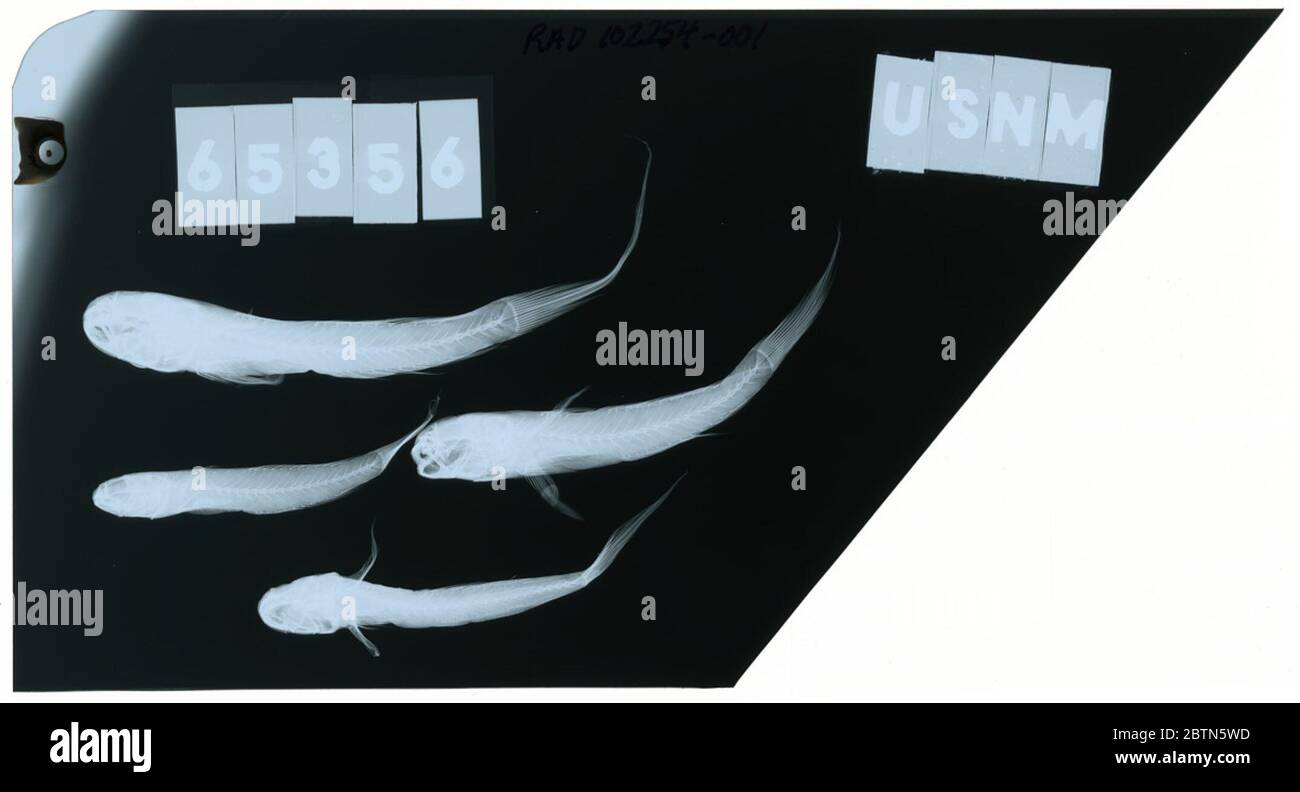 Gobionellus smaragdus. Radiograph in fish division files.30 Sep 20154 ...
