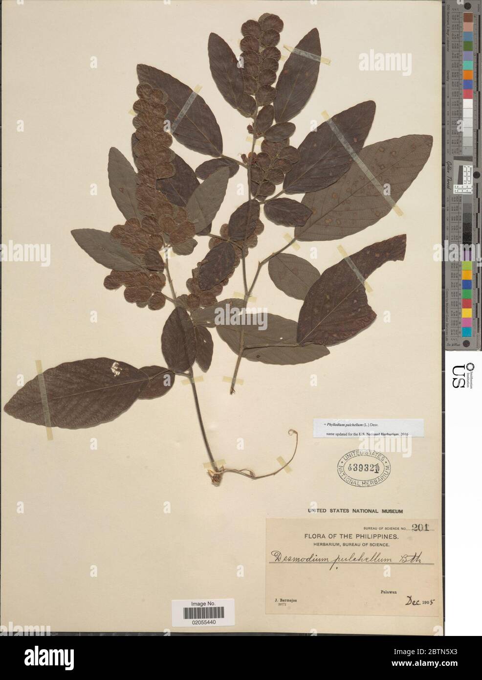 Phyllodium pulchellum hi-res stock photography and images - Alamy