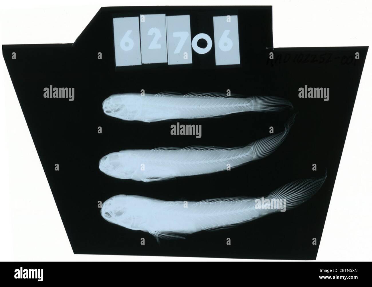 Radiograph study hi-res stock photography and images - Alamy