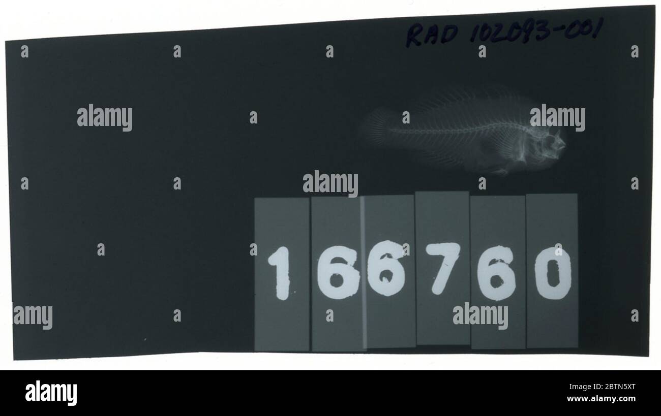 Aquatic specimens Cut Out Stock Images & Pictures - Alamy