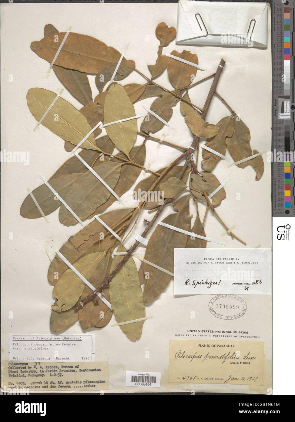 Pennatifolius hi-res stock photography and images - Alamy