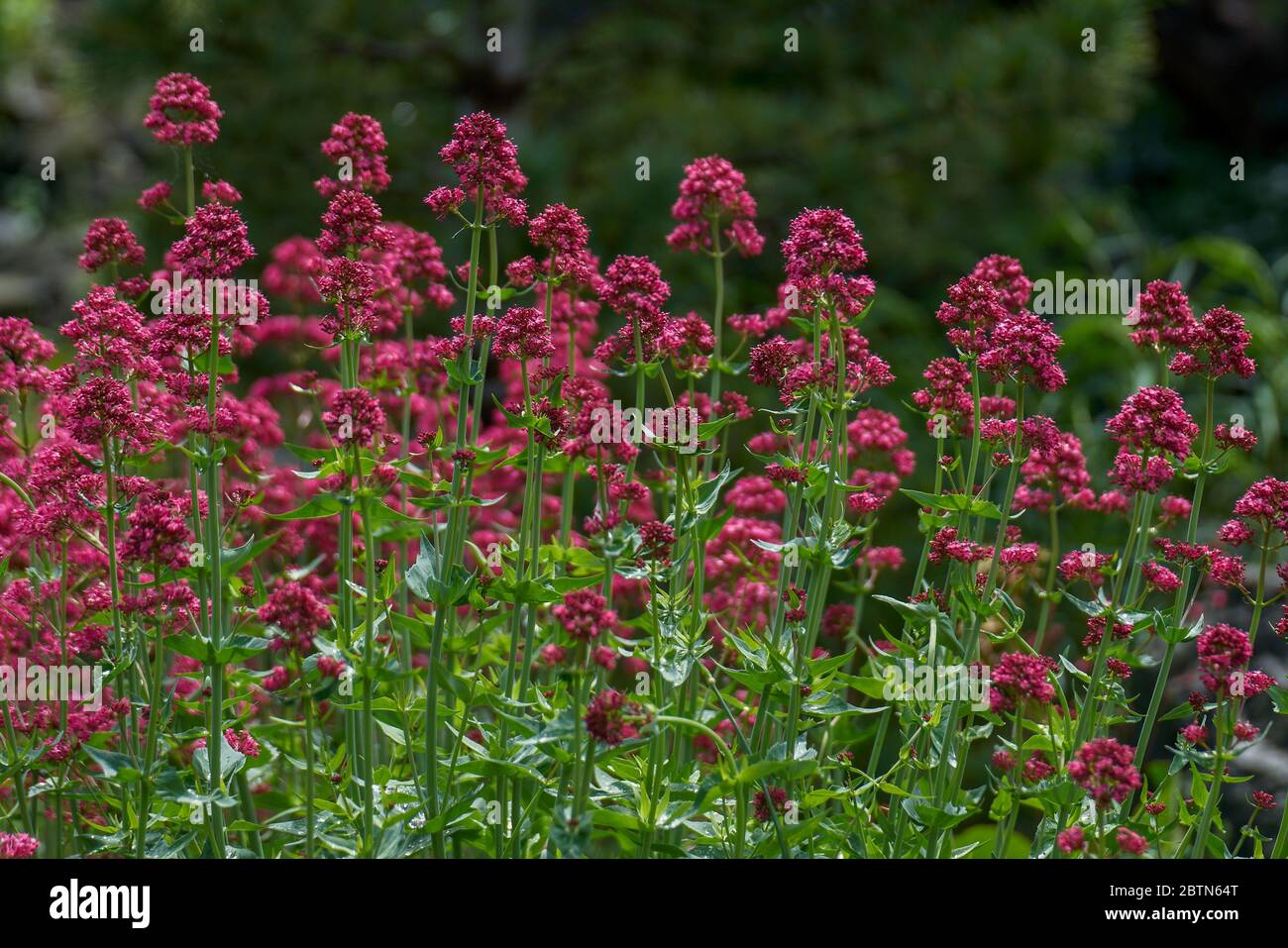 Centranthus ruber, commonly called red valerian or Jupiter’s beard pink ...