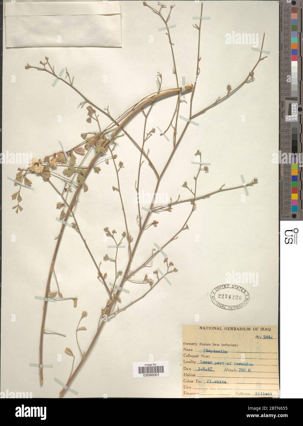 Pimpinella sp hi-res stock photography and images - Alamy