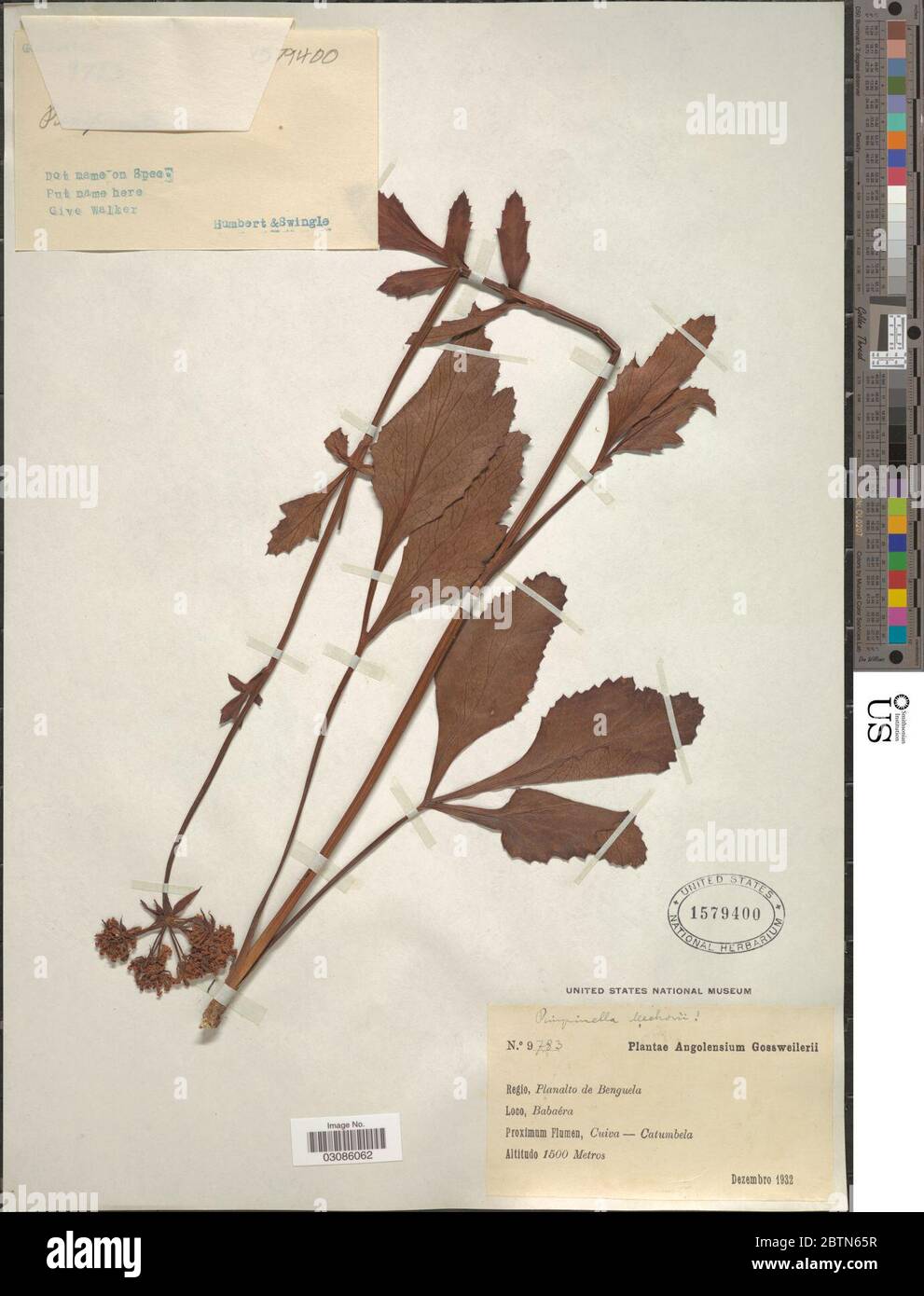 Pimpinella sp hi-res stock photography and images - Alamy