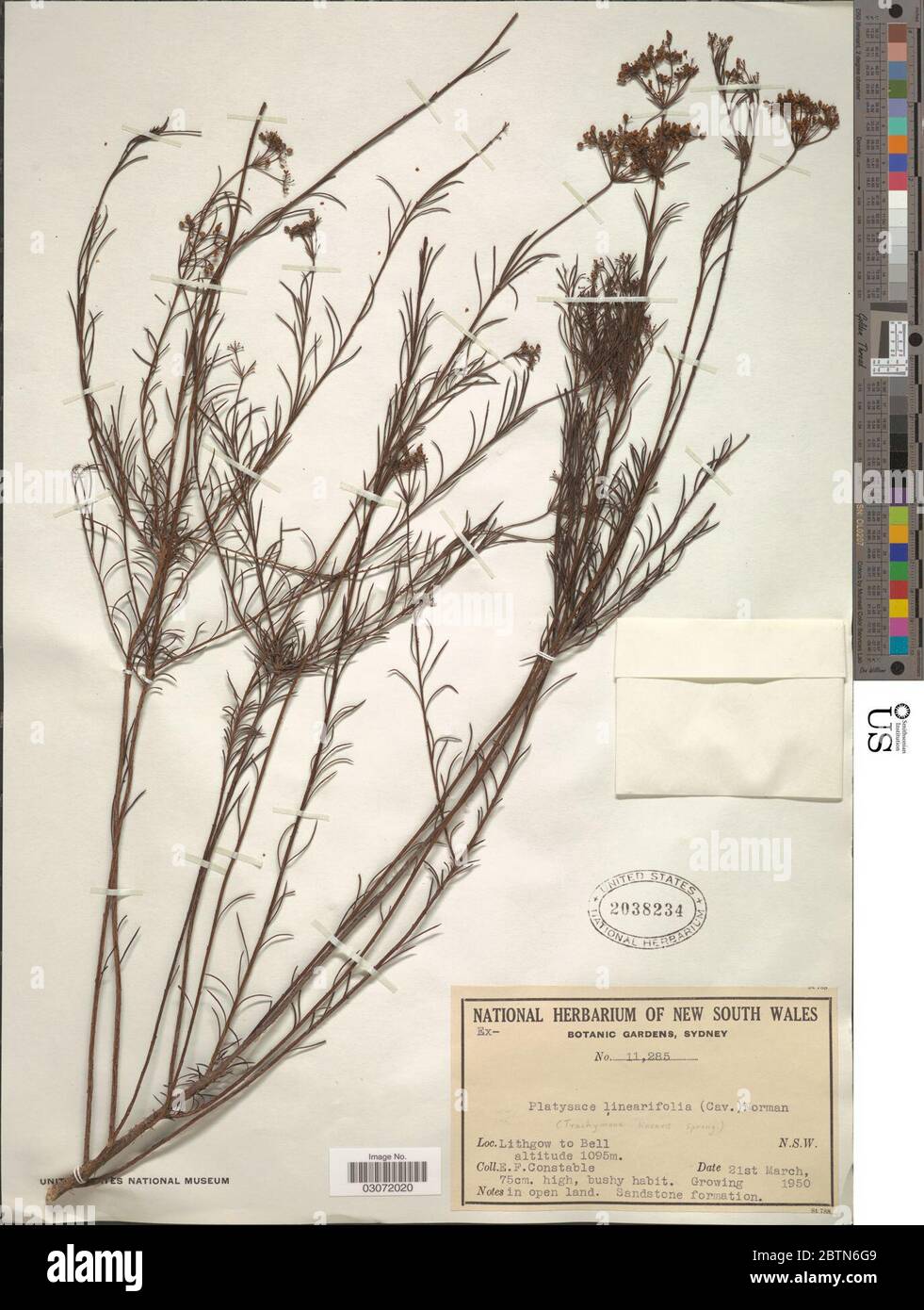 Platysace linearifolia Cav CNorman Stock Photo - Alamy