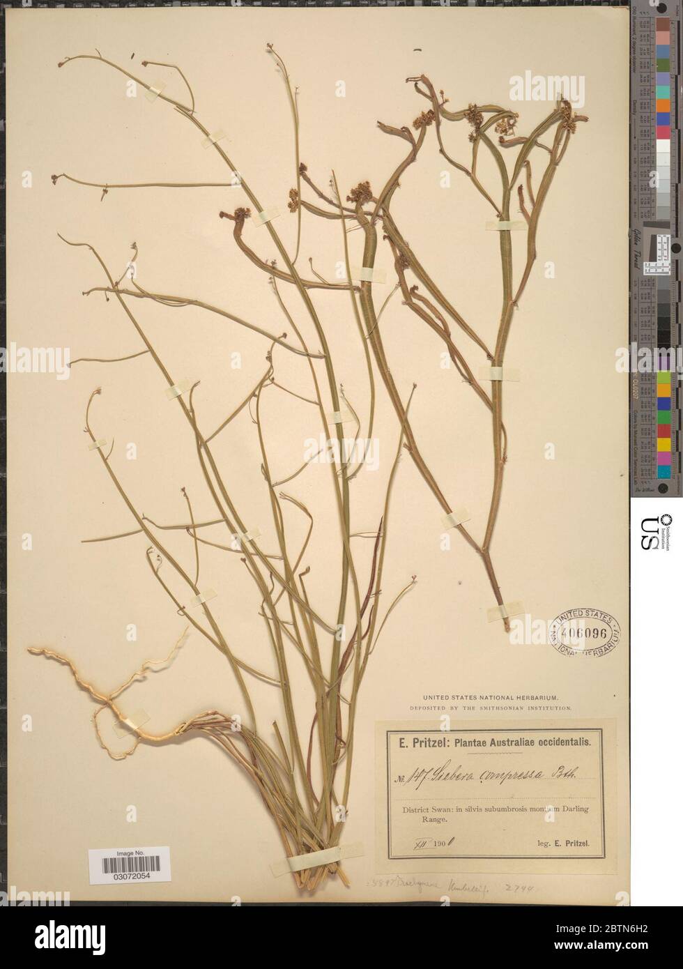 Platysace compressa Labill CNorman Stock Photo - Alamy