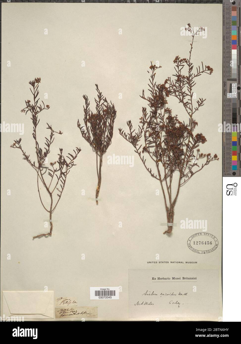 Platysace ericoides Siebold ex DC CNorman Stock Photo - Alamy