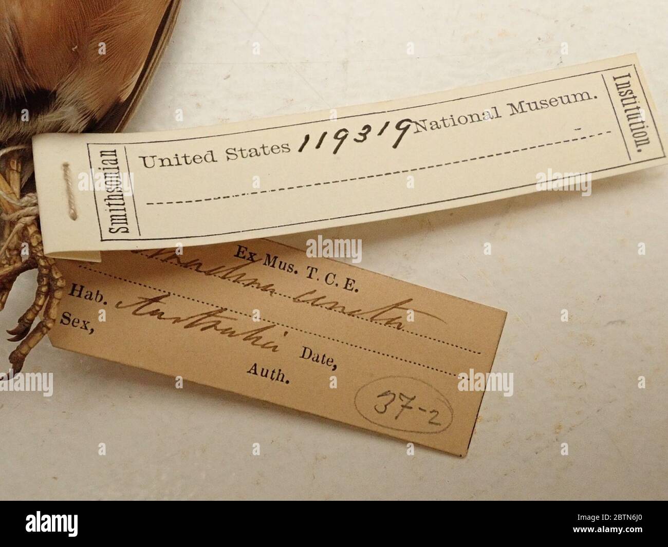 Poephila Cincta High Resolution Stock Photography and Images - Alamy