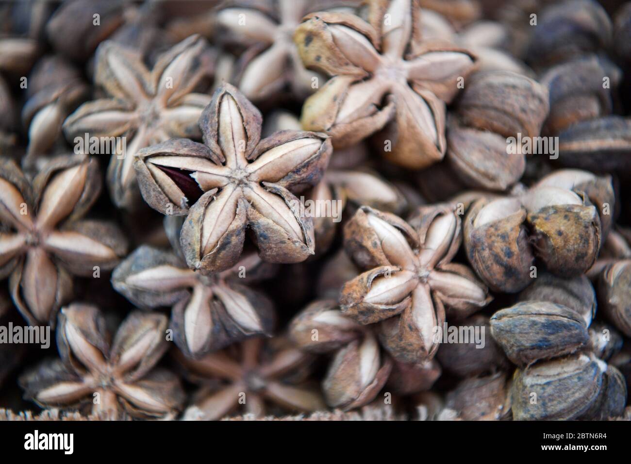 Sacha Inchi Plant High Resolution Stock Photography and Images - Alamy