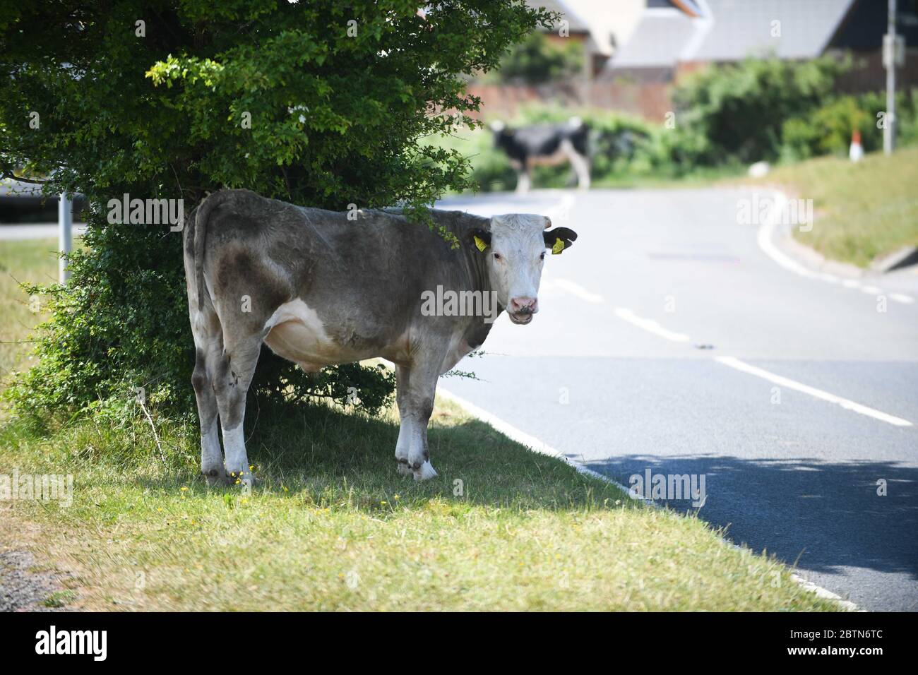 Swansea, Wales, UK. 27th May 2020. The normally busy village of ...