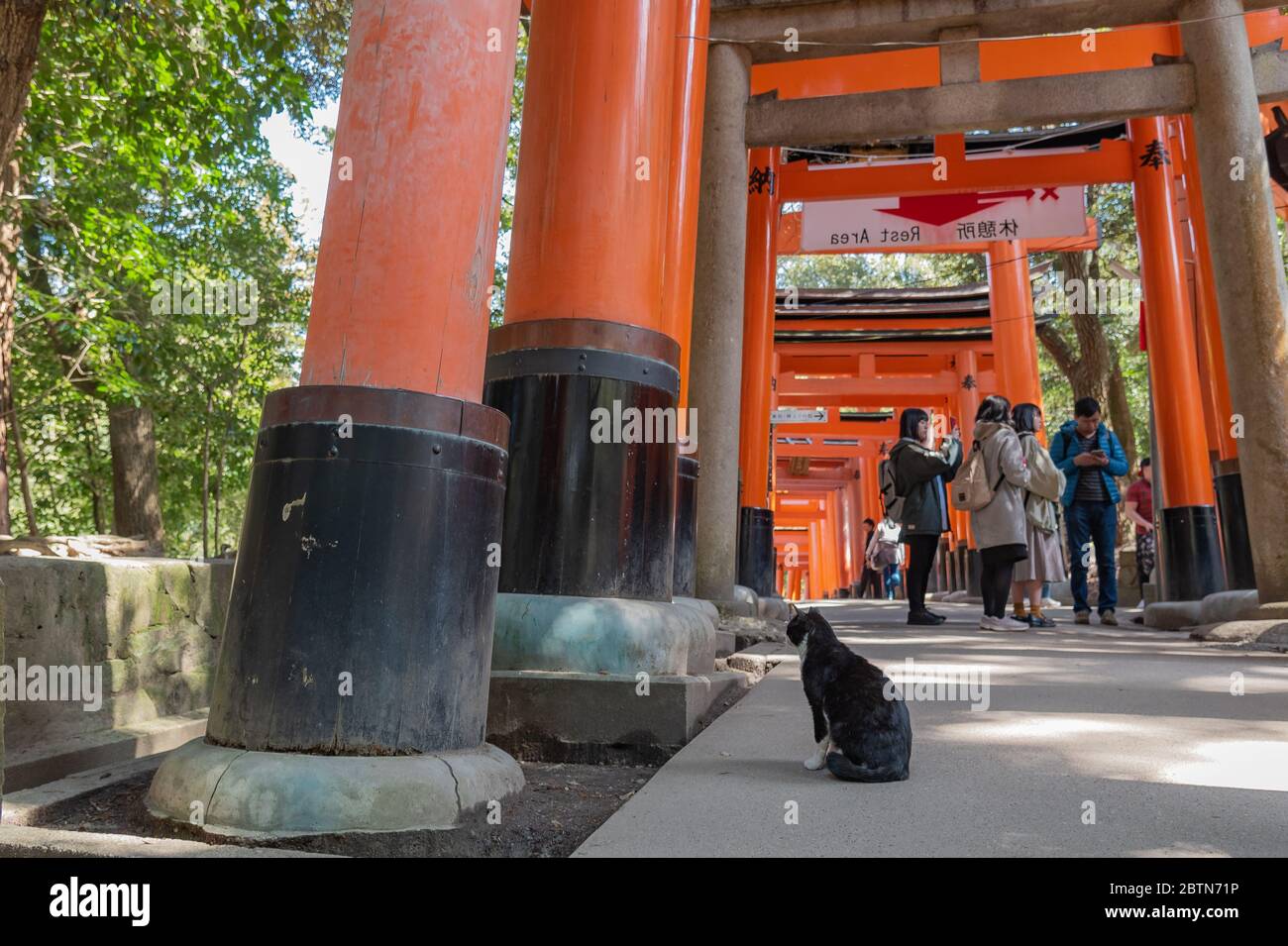 Fushimi inari taisha cat hi-res stock photography and images - Alamy