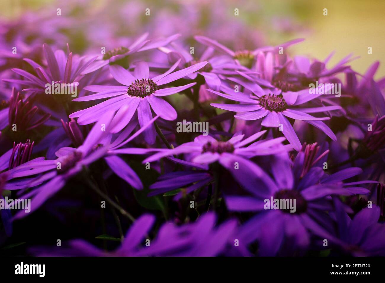 amazing beautiful purple flowers in close up view with magical warm ...