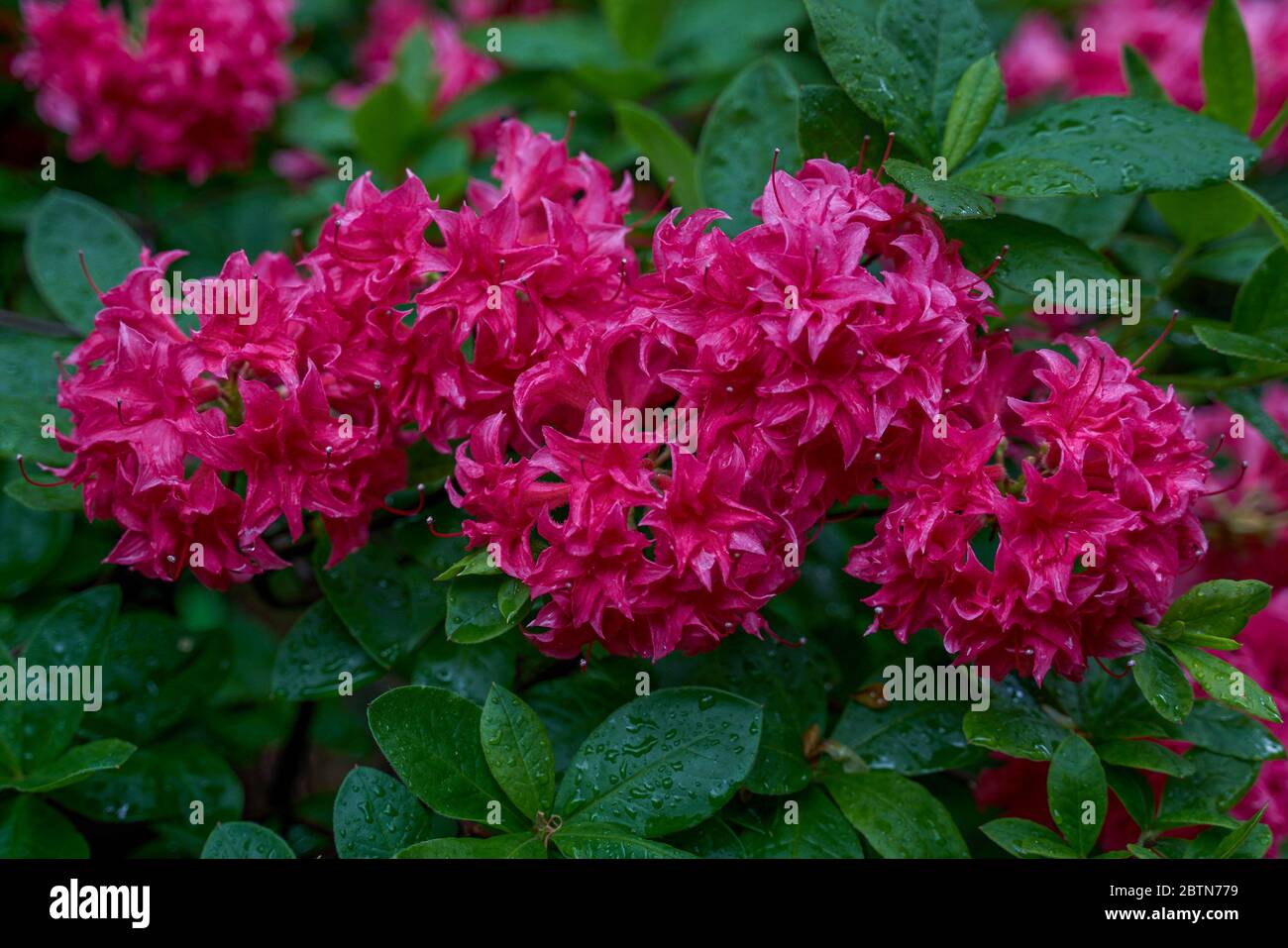 Purple dark pink Rhododendron Homebush blossom Stock Photo - Alamy