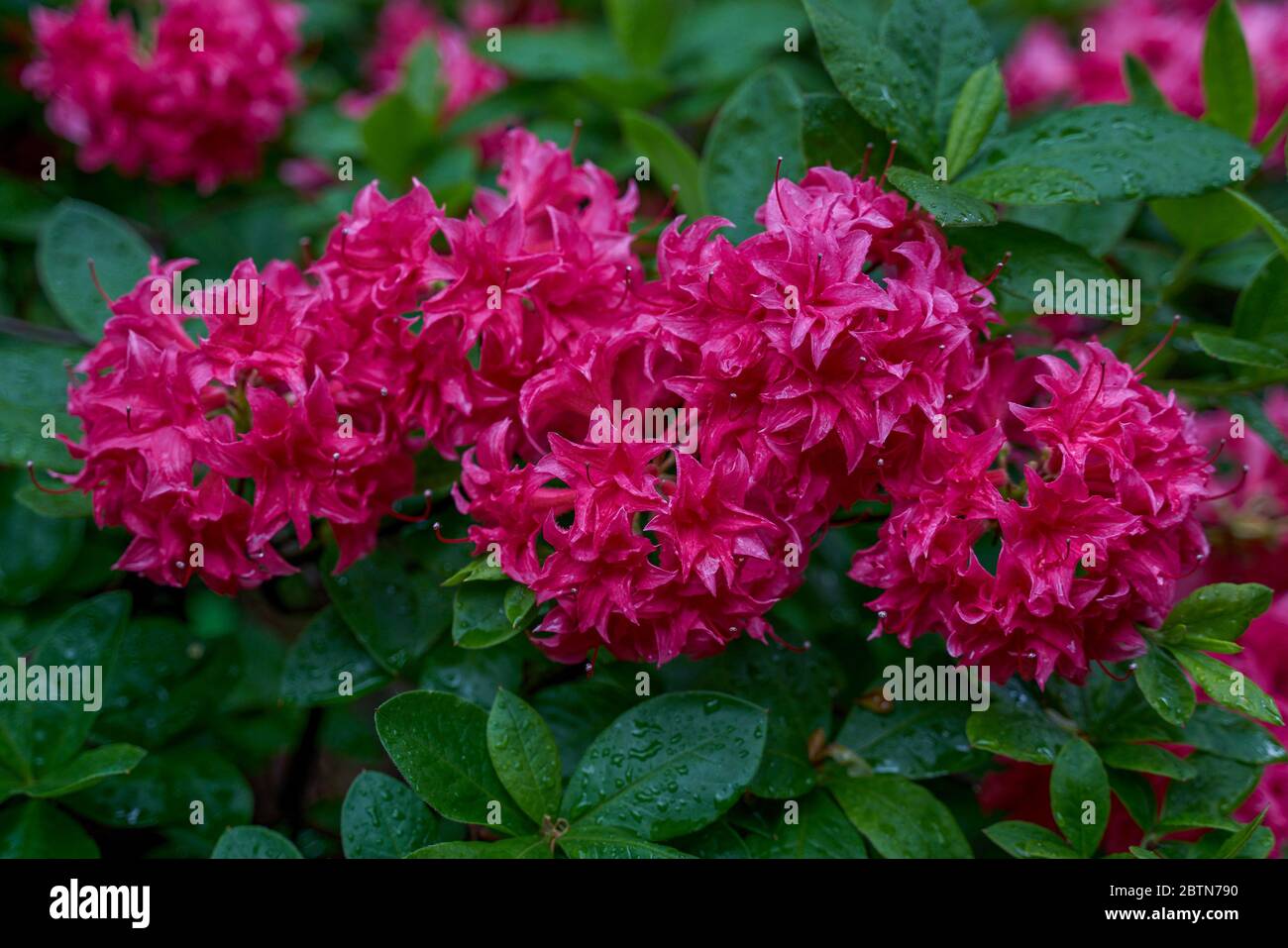 Purple dark pink rhododendronhomebush blossom hi-res stock photography ...